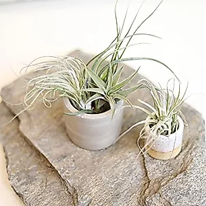 Air Plant Low Light House Plants Box (4PK) Tillandsia Air Plants Live Houseplants Live Indoor Plants Live Succulents Plants Live Terrarium Plants Live, Air Plant Holder Airplant Kit by Plants for Pets