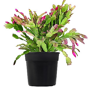 Christmas Cactus Thanksgiving Cactus (4-inch Plastic Pot) - Cactus Plants Live, Hand Selected, Rare Varieties for Gift or Home Decoration - Unique Collection of Live Cactus, Succulents, Indoor Plants