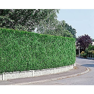 Green Giant Arborvitae | 3 Large 3 Gallon Trees | Thuja Plicata | Live Evergreen Privacy Screening Plants