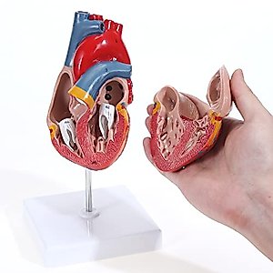 ASINTOD Human Heart Model, 2-Part Life Size Cardiac Anatomical Model, 48 Accurate Numbered Anatomical Structures with Number Manual, Magnets, Display Base
