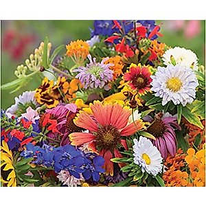 David's Garden Seeds Wildflower Butterfly Hummingbird Mix FBA-0003 (Multi) 200 Non-GMO, Heirloom Seeds