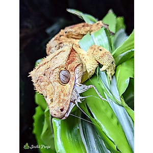 Josh's Frogs 1/2" Banded Crickets (1000 Count)