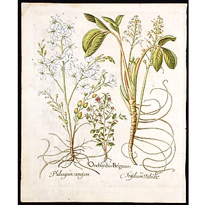 [Venus' looking-glass] Onobychis Belgarum; [Lesser St. Bernard's lily] Phalngium ramosum; [Bogbean] Trifolium Palustre