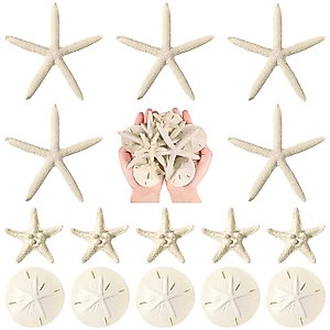 Queekay 15 Pieces Resin Starfish Sand Dollars 2.0 Inch Starfish 4.7 Inch Starfish 2.3 Inch Sand Dollars Crafts Ocean Themed Glittered Coastal Decorations for Christmas Wedding Party Decor Supplies