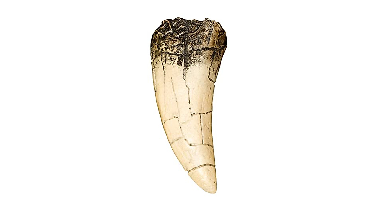 Authentic T-Rex Dinosaur Tooth Recreation