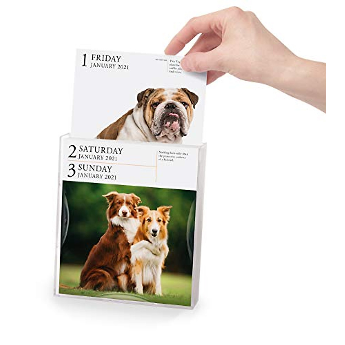 Dog Page-A-Day Gallery Calendar 2021