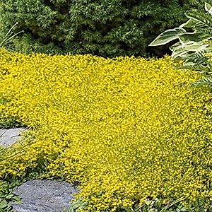 Outsidepride Perennial Sedum Acre Heat & Drought Tolerant, Succulent, Stonecrop Ground Cover Plants - 5000 Seeds