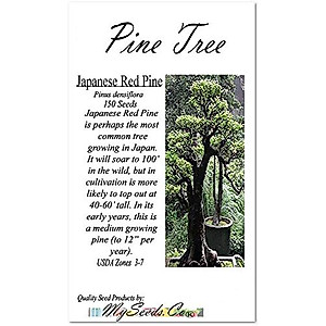 Big Pack Bonsai Tree Seeds - Japanese RED Pine Tree (150 Seeds) - Pinus densiflora Pine Tree Seeds - Non-GMO Seeds by MySeeds.Co (Big Pack - Japanese Red Pine)