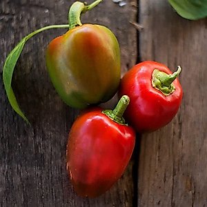 Sweet Pepper Seeds - Pimento - 1 Ounce - Vegetable Seeds, Heirloom Seed Easy to Grow & Maintain, Container Garden