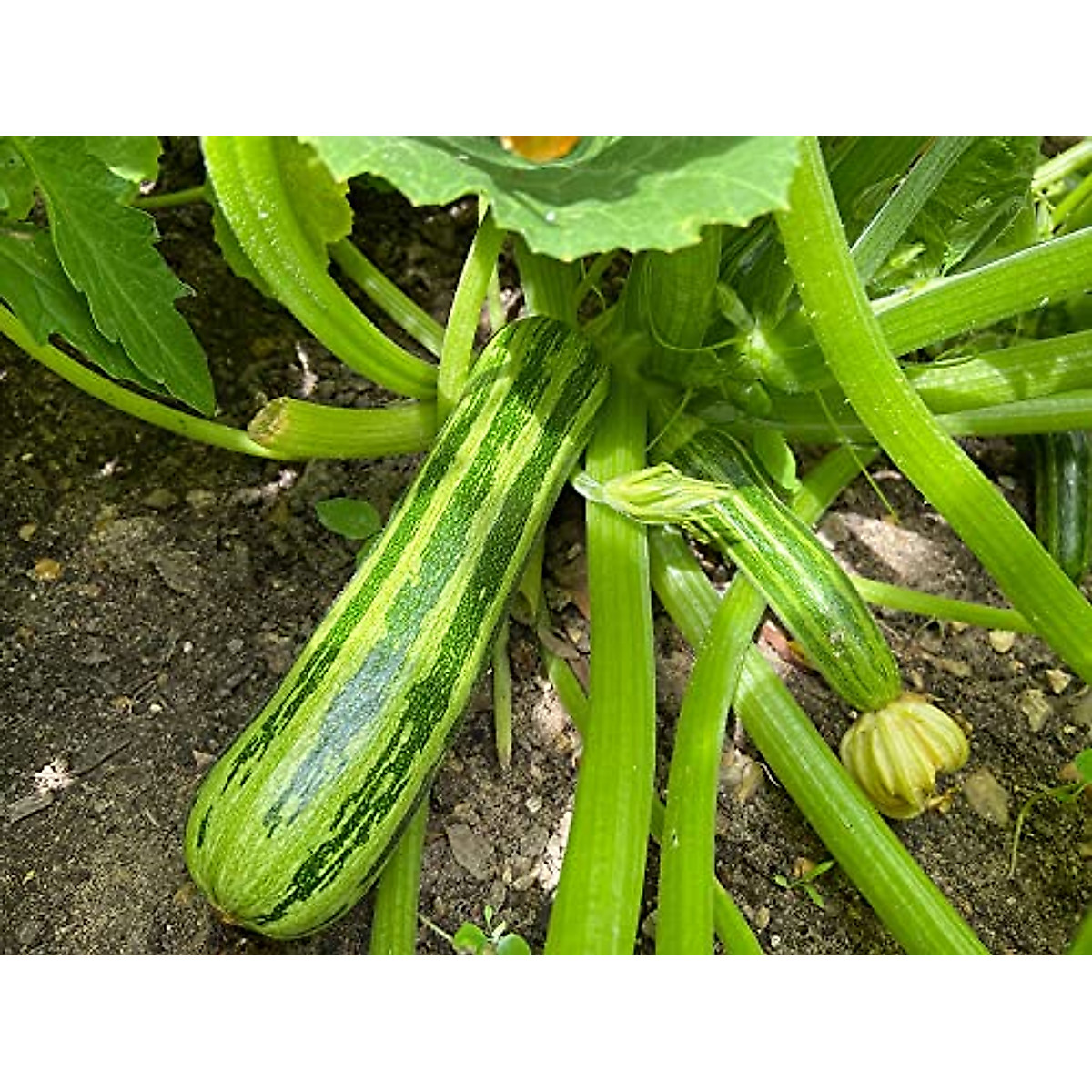 "Cocozelle Zucchini" Summer Squash Seeds for Planting, 50+ Heirloom Seeds Per Packet, (Isla's Garden Seeds), Non GMO Seeds, Botanical Name: Cucurbita Pepo, Good Home Garden Gift