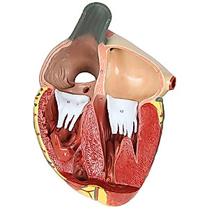 Axis Scientific Enlarged Human Heart Model, 3x Life-Size, Anatomically Accurate 3-Part Numbered Anatomical Heart Illustrates 34 Internal Structures, Magnetically Connected, Includes Product Manual