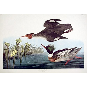 Red-breasted Merganser, Horned-billed Guillemot. From"The Birds of America" (Amsterdam Edition)