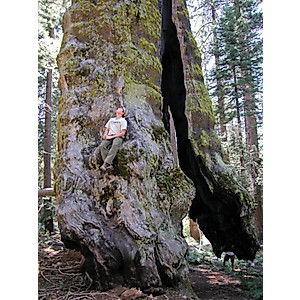 50 Giant Sequoia Seeds, Giant Redwood, Wellingtonia Seeds - 50 Seeds (Sequoiadendron giganteum) - Pack of 50 Rare and Viable Seeds - QO Seeds