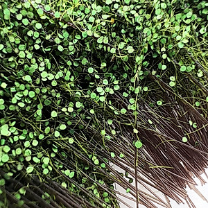 Woohome Green Miniature Shrubs Model Bushes Long Shrub Vegetation Groups Model Grass Tufts for DIY Architecture Building Model Railway Train Diorama Garden Scenery Landscape Layout