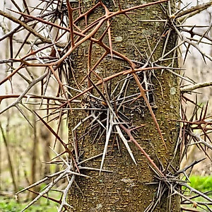 CHUXAY GARDEN 10 Seeds Gleditsia Triacanthos,Honey Locust Seed,Common Honey Locust Elegant Large Deciduous Tree Produce Honey Fast Growing