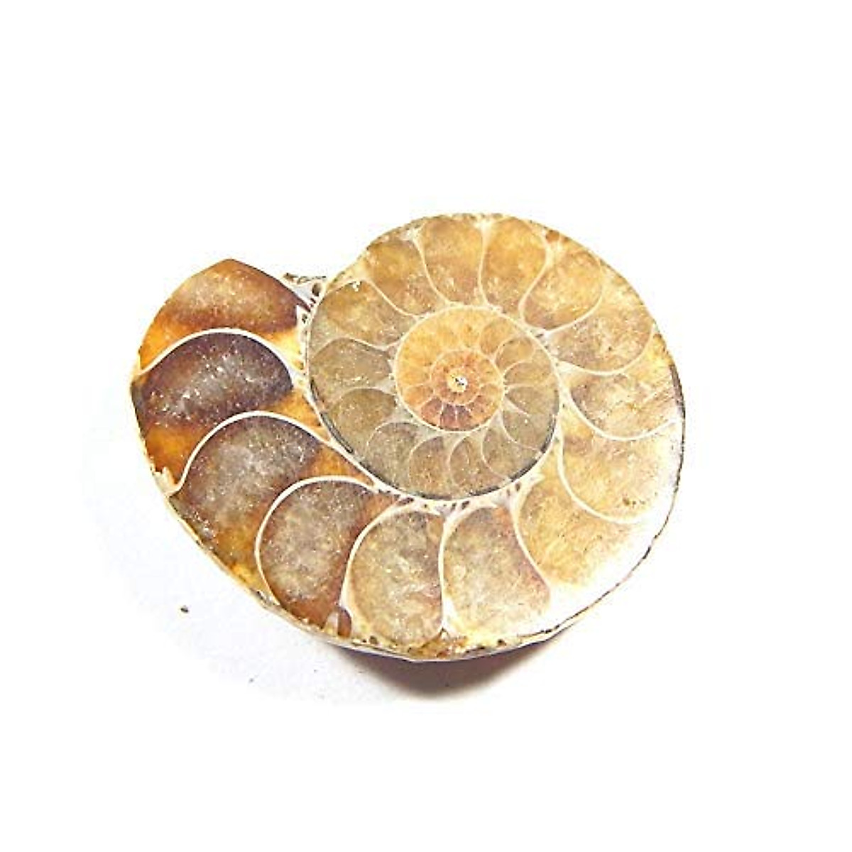 Hrisheekeshah Sudarshan Shaligram from Sacred Kali Gandaki 1 pcs