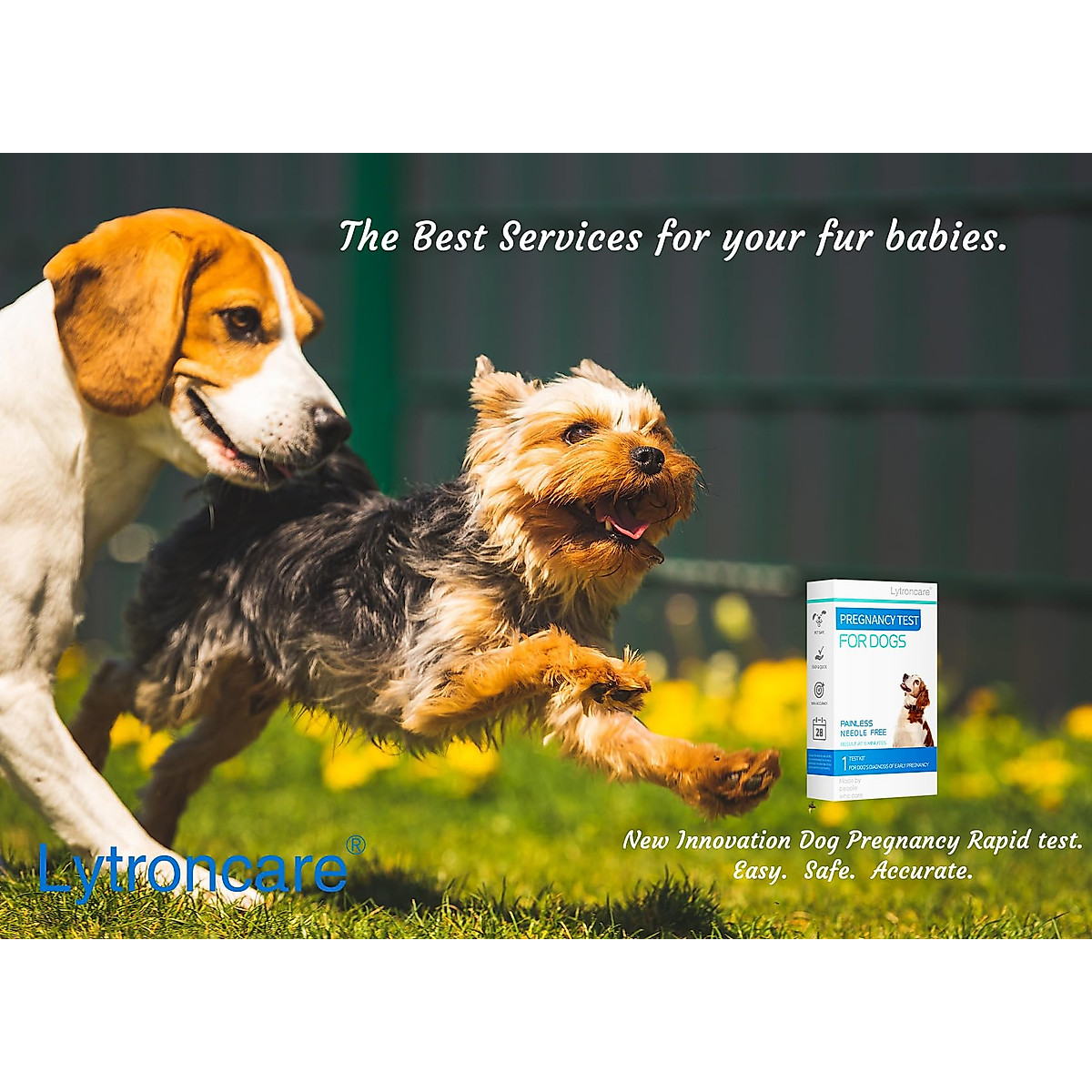 Dog Pregnancy Test at Home, 98% Accuracy, Painless to get Sample No Equipment Required Qucik Result at 5 Minutes Easy NO Mess