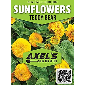 Dwarf Sunflower Seeds for Planting - Grow Teddy Bear Sun Flowers in Your Garden - 25 Non GMO Heirloom Seeds - Full Planting Instructions for Easy Grow - Great Gardening Gifts (1 Packet)