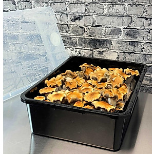 Myco Labs Premium 5-Grain Mushroom Spawn Bags | Sterilized Grain Spawn | Injection Ports | 2 Quarts Each Bag | 2 Bags per Box