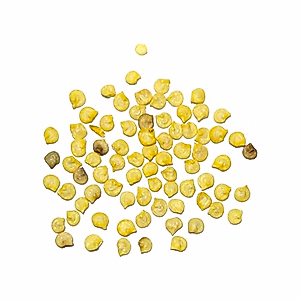 Seed Needs, Jamaican Yellow Hot Pepper Seeds for Planting (Capsicum chinense) Twin Pack of 60 Seeds Each - Heirloom, Non-GMO & Untreated