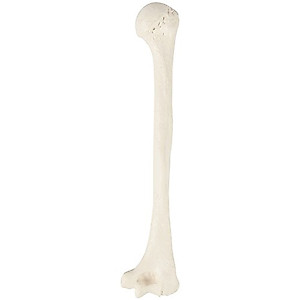 Axis Scientific Humerus Bone Model | Right | Cast from a Real Human Humerus Bone l Upper Arm Bone Model Has Realistic Texture and Important Bony Landmarks | Includes Product Manual