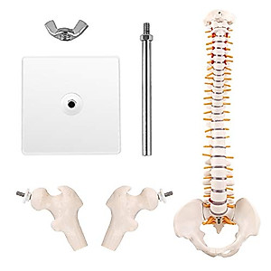 SKUMOD Human Spine Bone Skeleton Model - Human Spine Model for Medical Rehabilitation Training, Anatomical Medical Teaching Tool(15 Inch Tall)
