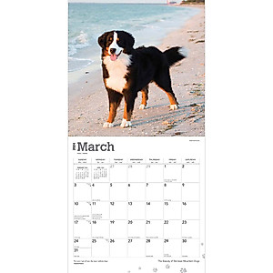 The Beauty of Bernese Mountain Dogs | 2024 12 x 24 Inch Monthly Square Wall Calendar | Sticker Sheet | StarGifts | Animals Breeds