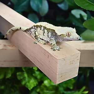 GECKOPIA Reptile Flex Bridge, 2-Pack | Reptile Bridge | Gecko Bridge | Gecko Ledge | Reptile Vine | Reptile Terrarium Decoration | Reptile Branch Alternative (Brown)