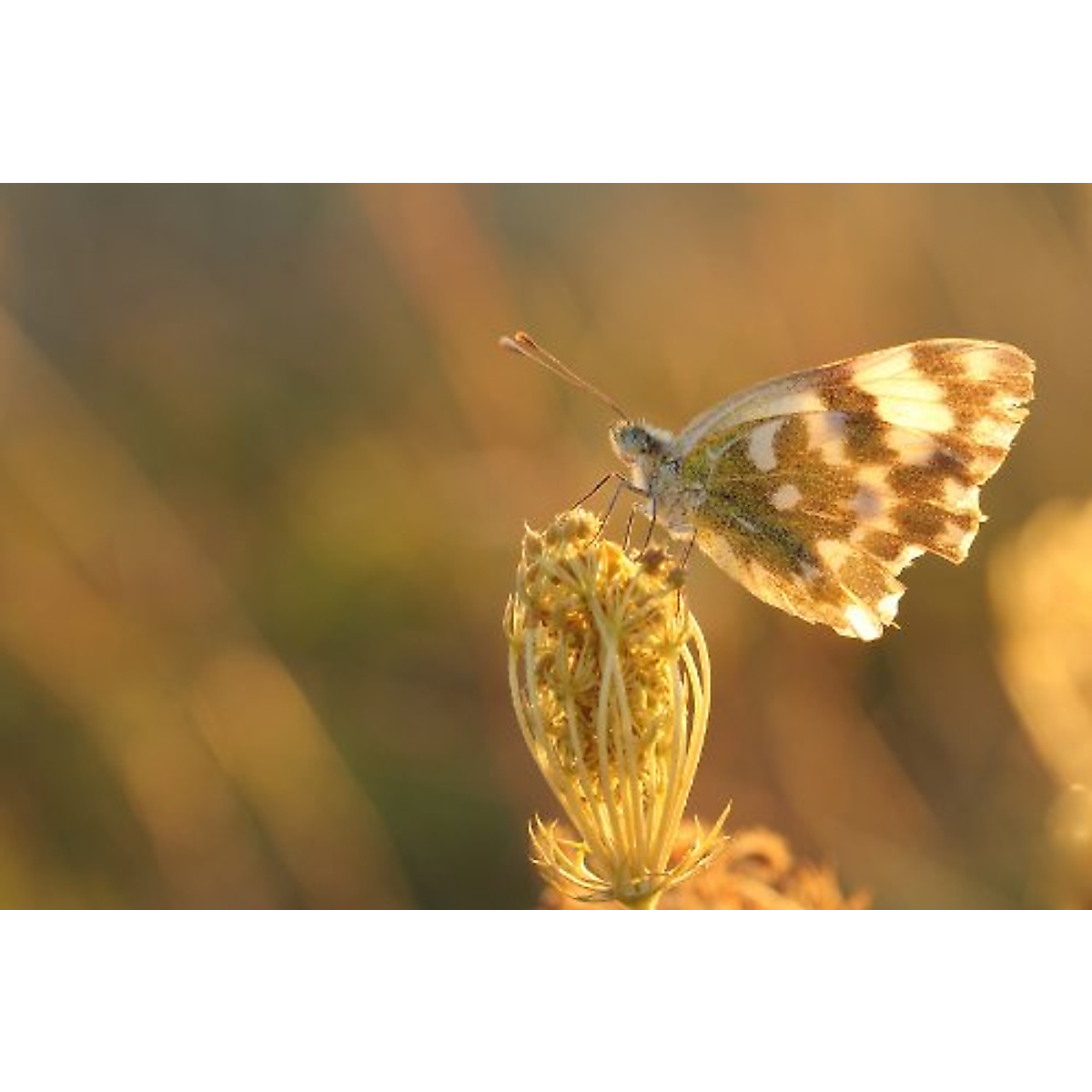 Tamron AFF004N700 SP 90MM F/2.8 DI MACRO 1:1 VC USD For Nikon 90mm IS Macro Lens for Nikon (FX) Cameras - Fixed