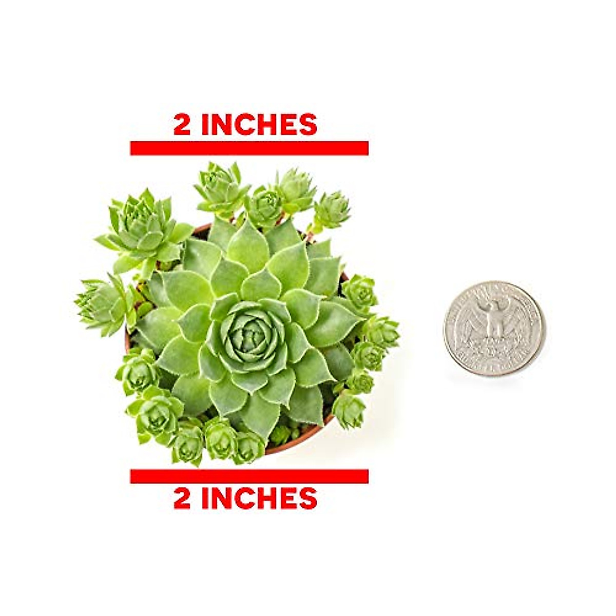 Sempervivum Succulents Plants Live Indoor Plants (3PK), Sempervivum Plants Live Houseplants, Hen and Chicks Live Plants Indoor House Plants, Rosette Succulent Plants in Plant Pots by Plants for Pets