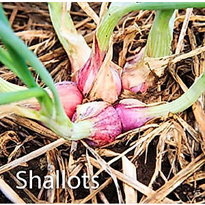 RED Shallot Set (1 lb Bag ) No GMO Heirloom Bulb, Plant Spring and Fall Garden Vegetable