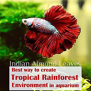 Premium Indian Almond Leave - Blackwater - Aquarium Decorations. Catappa Leaves Rich Tannin. Health Better, Vitality, Successful Breeding! for Betta Fish Tank & Shrimp. Pack 50g Size 6-9"(20-25Leaves)