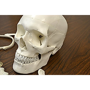 Disarticulated Human Skeleton Model for Anatomy, Life Size 62" High - Medical Quality, 200+ Skeletal Bones - 3 Part Skull with Movable Jaw, Articulated Hand & Foot - hBARSCI