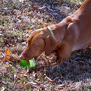 Hyper Pet Tennis Chewz Ring Interactive Dog Toy, Green