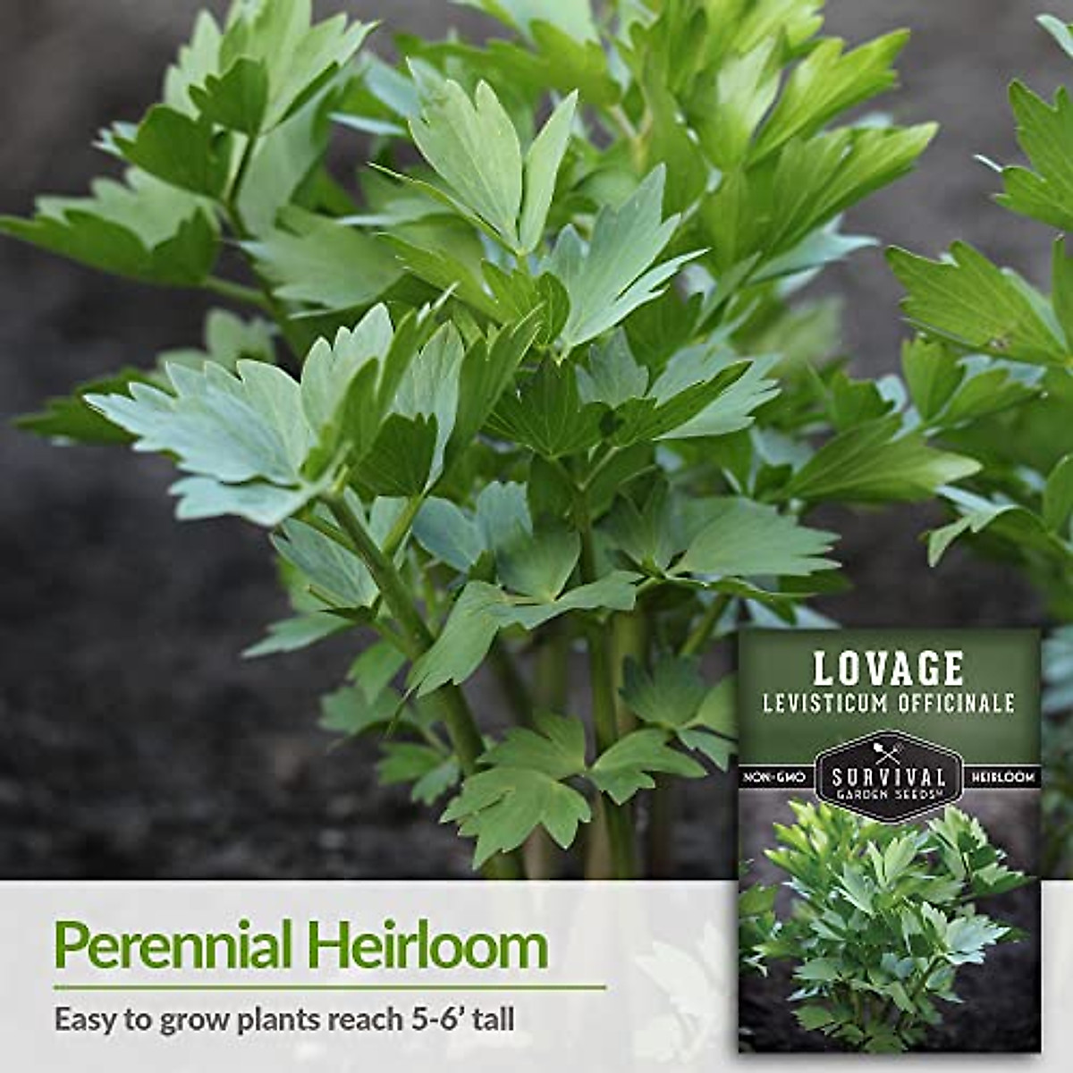 Survival Garden Seeds - Lovage Seed for Planting - Packet with Instructions to Plant and Grow Perennial Levisticum Officinale Culinary Herb in Your Home Vegetable Garden - Non-GMO Heirloom Variety