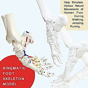 Foot Skeleton Model On Elastic, W/Tibia-Fibula Stump Strung Elastic Bungee Muscle Insertions & Origins, Natural Cast for Accurate Representation Study Kinematics Podiatrist Orthotisit Physiotherapist