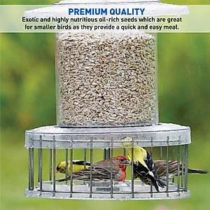 EasyGoProdcuts Sunflower Kernels – Medium Sun Flower Wild Bird Seed Chips 50 lb