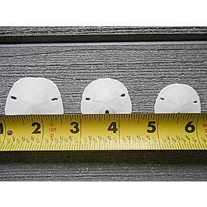 Tumbler Home Small Natural White Sand Dollars - 100 pcs - Wedding Sea Shell for Craft 1 1/4" to 1 1/2" - Real Sanddollars Hand Picked and Packed in Florida