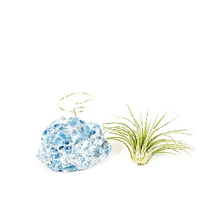 Blue Calcite Crystal Air Plant Holder Includes Healthy Air Plant and Gift Box