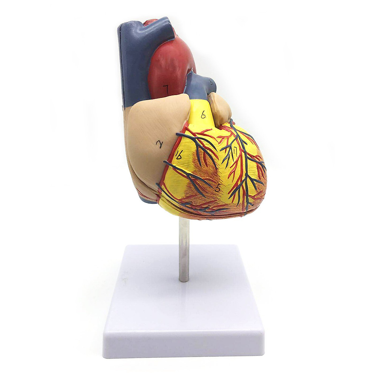 XINDAM 1: 1 Human Heart Model, Anatomically Accurate Heart Model Life Size Human Skeleton Anatomy for Science Classroom Study Display Teaching Medical Model