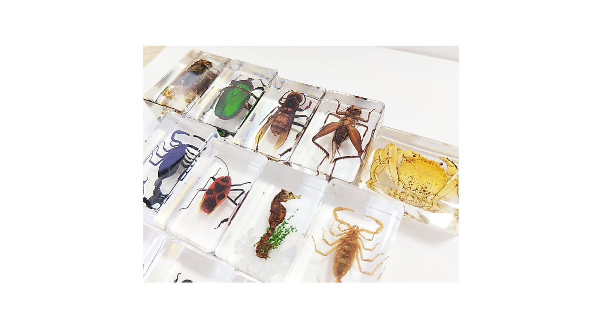 CXUEMH 12-Piece Clear Resin Insect Specimens - Home Decor