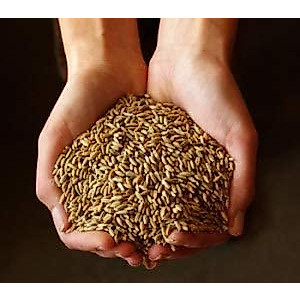 Winter Rye Grass Seed Grass Seed Fall Mix Ryegrass Seeds For Lawn No Till Food Plot Seed,Fall Cover Crop Seed Mix 10lbs by Old Cobblers Farm