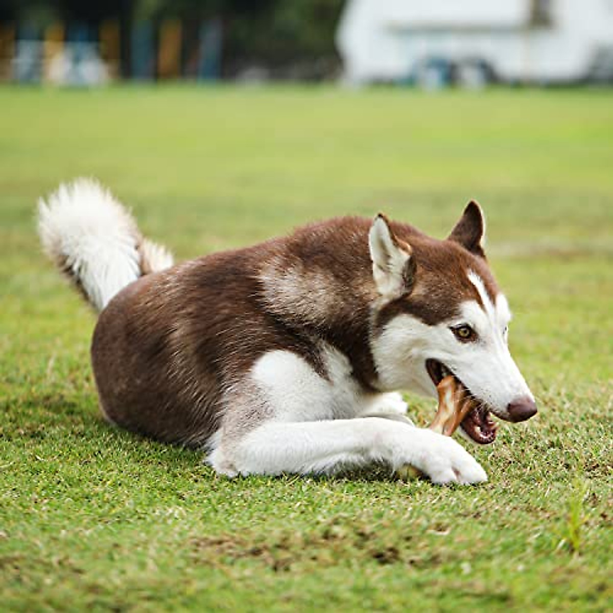 Tikaton Holiday 3-Pack Durable Dog Chew Toys for Aggressive Chewers, Bacon Flavor, Large