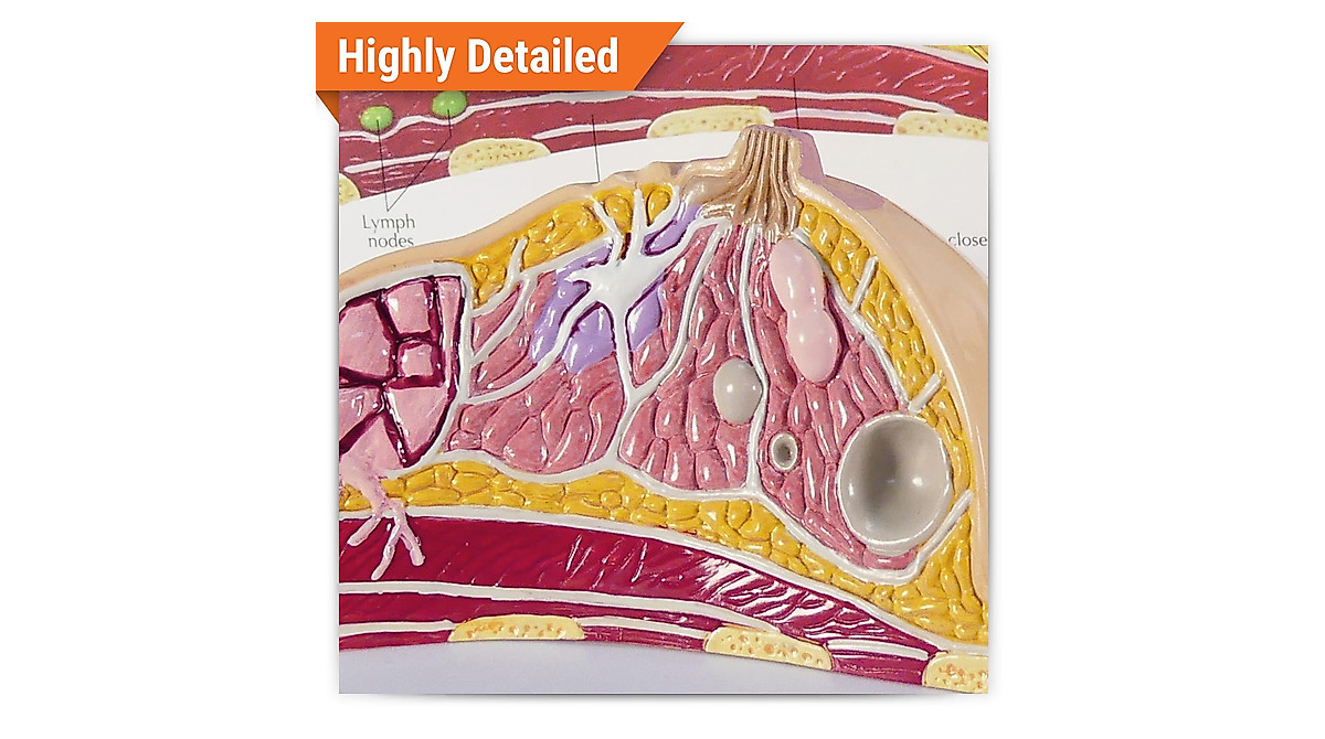 Breast Cross-Section Model | Accurate Breast Anatomy for Education
