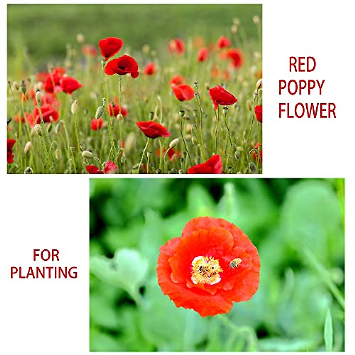 10000+ Mix Color California Poppy Flower Seeds for Planting Open-Pollinated Non GMO, Year Round Planting (Pink, Red, White, Yellow)