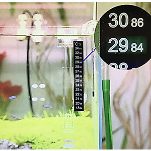 40+ Giant Duckweed (Spirodela polyrhiza) Live Floating Plants for Aquarium or Pond by TMDFishKeeping