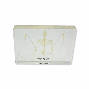 REALBUG Bat Skeleton Specimen