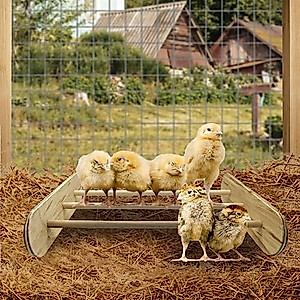 Backyard Barnyard Chick Perch and Mini Chicken Roosting Bar Set (2 Pack) Made in USA!!! Strong Natural Wood Jungle Gym Toys for Brooder and Coop Baby Birds Pollos Gallinas