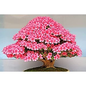 Flowering Bonsai Tree Seeds - Judas Tree (Cercis siliquastrum) | 20 Seeds | Flowering Tree Prized for Bonsai