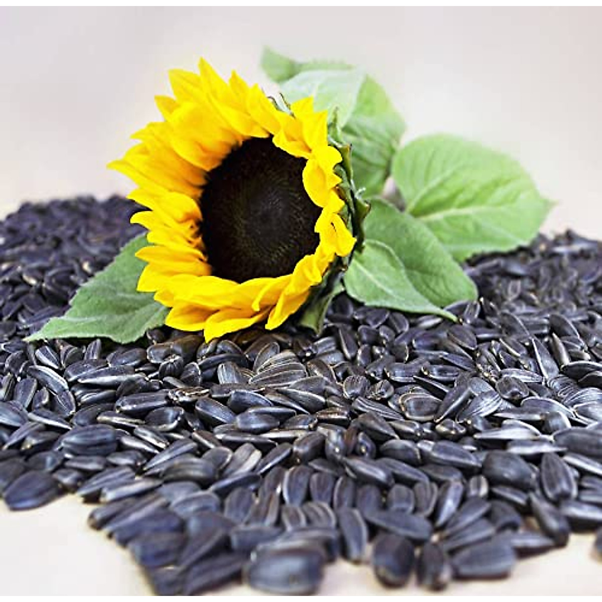 1000pcs Mix Sunflower Seeds for Planting - 10 Varieties Heirloom and Non-GMO Seeds for Outdoor Garden and Bonsai Plants, Easy to Plant and Grow